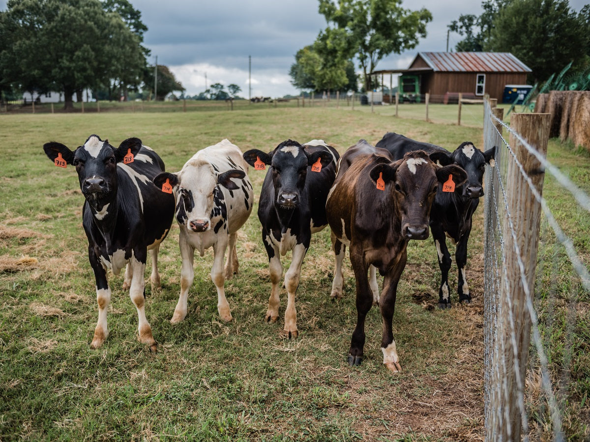 Rock House Farm Creamery Rock House Farm Creamery